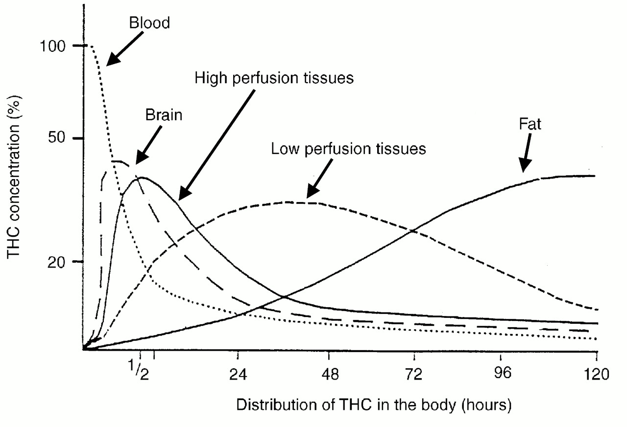 Human Metabolism of THC – Sapiensoup Blog